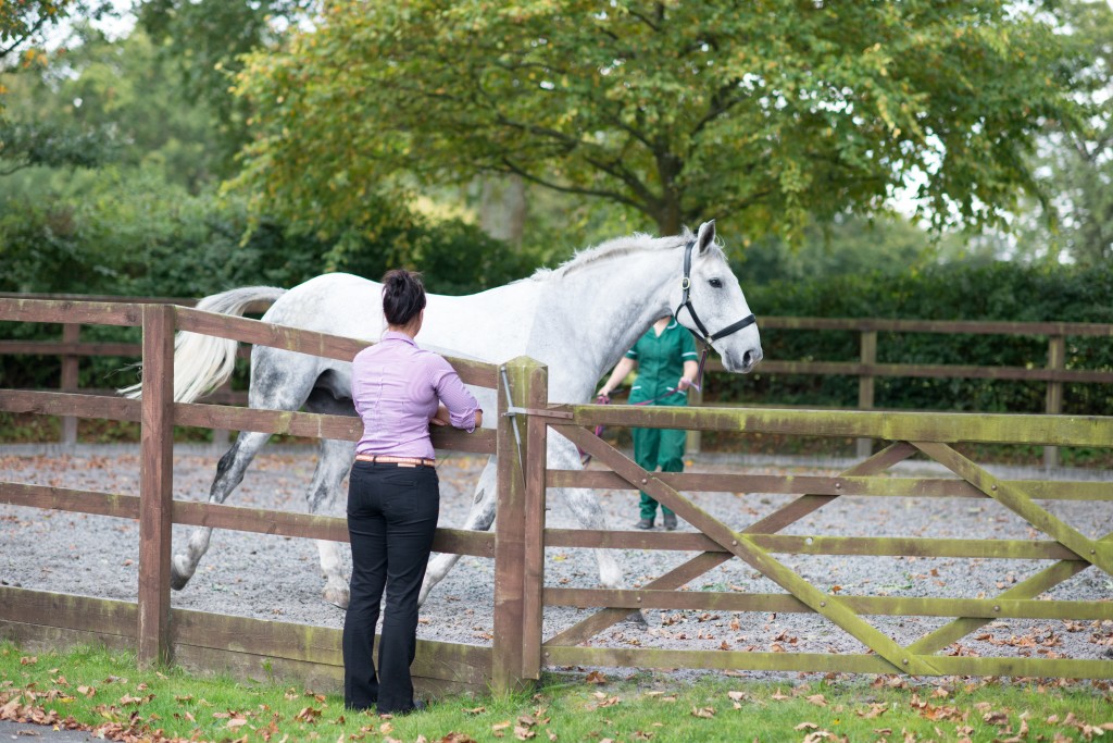 _DSC8878 - Coach House Vets