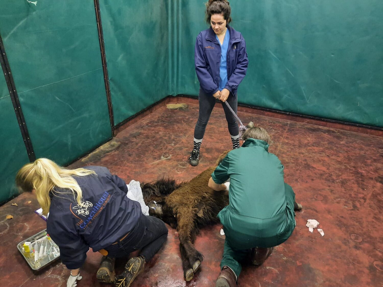 Castrations - Coach House Vets